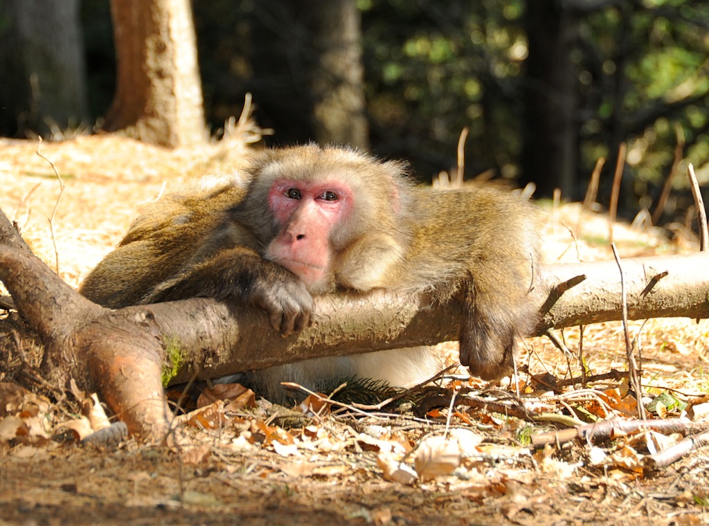 Der Affenberg in Landskron – ein Erlebnis für die ganze Familie ...