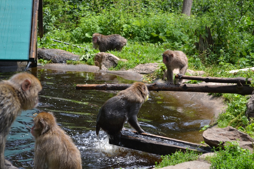 Der Affenberg in Landskron – ein Erlebnis für die ganze Familie ...